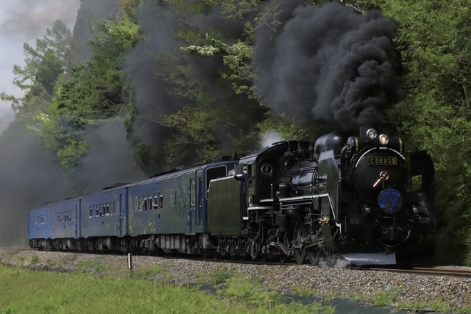 盛岡車両センター C58 239 の写真 |鉄道写真投稿サイトTrain-Directory