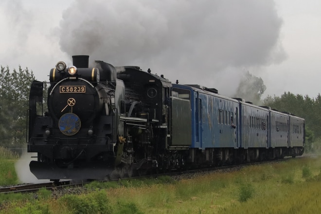 盛岡車両センター C58 239 の写真 |鉄道写真投稿サイトTrain-Directory