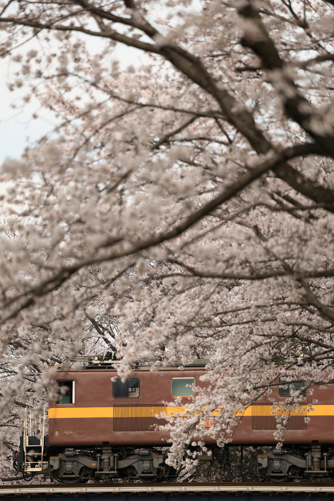 保々車両区 ED45形 453 の写真 |鉄道写真投稿サイトTrain-Directory