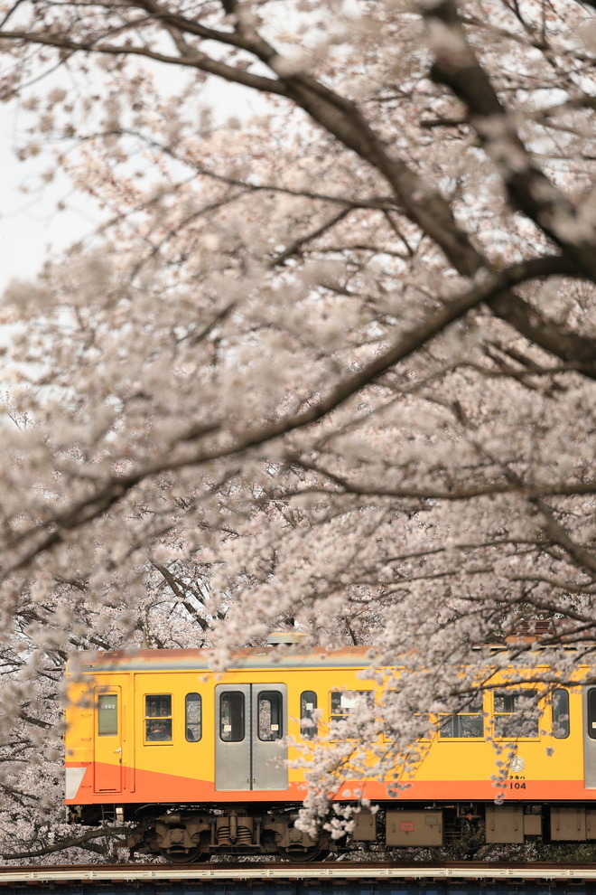 保々車両区 101系 103F の写真 |鉄道写真投稿サイトTrain-Directory