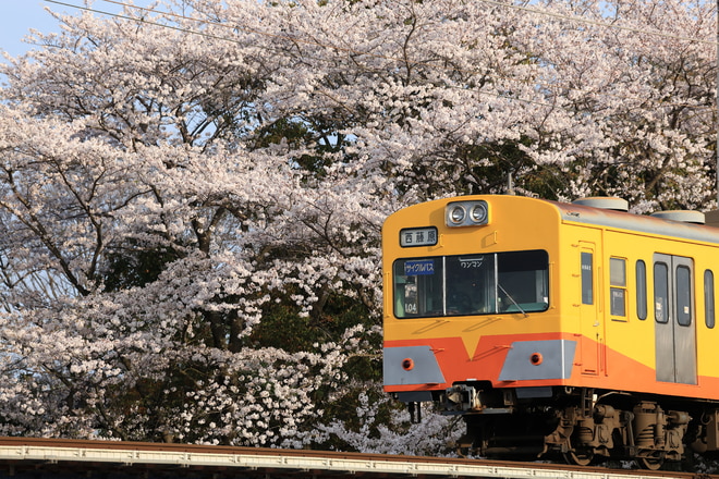 保々車両区 101系 103F の写真 |鉄道写真投稿サイトTrain-Directory