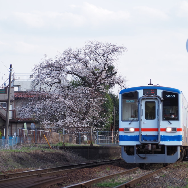 水海道車両基地 キハ5000形 キハ5003 の写真 |鉄道写真投稿サイトTrain-Directory
