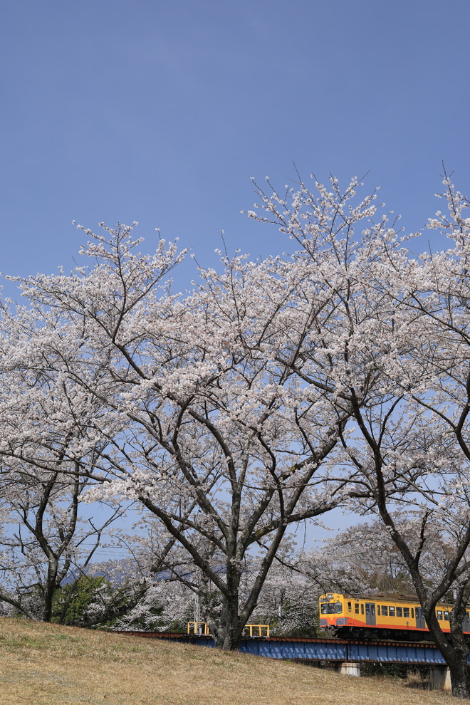 保々車両区 101系 103F の写真 |鉄道写真投稿サイトTrain-Directory
