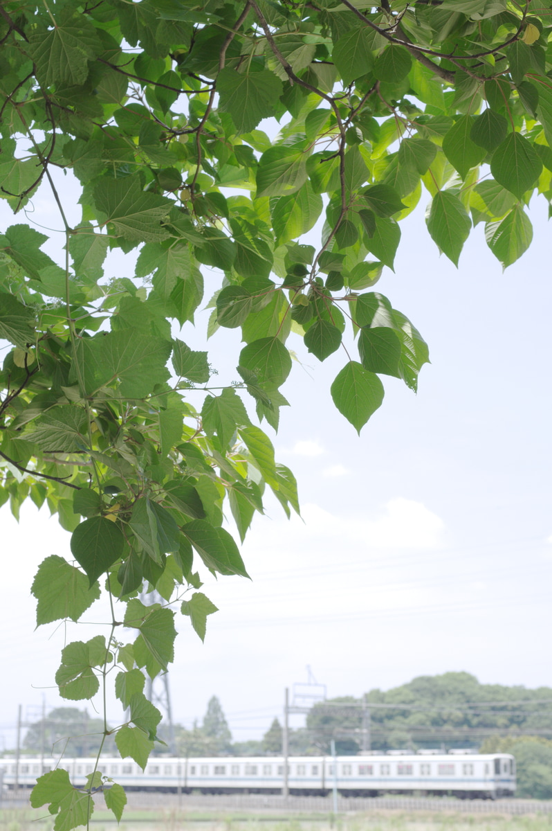 8000系 の写真 |鉄道写真投稿サイトTrain-Directory