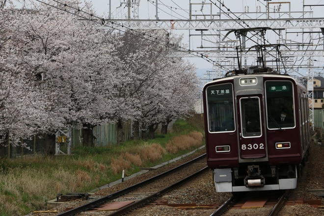 正雀車庫 8300系 8302F の写真 |鉄道写真投稿サイトTrain-Directory